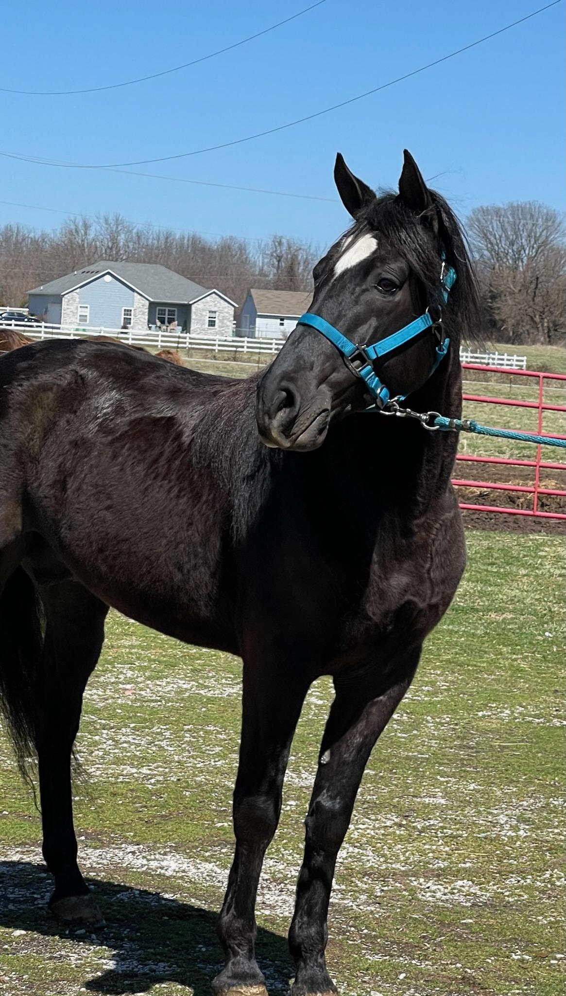 Secret’s Dark Spirit – National Association of Breeders