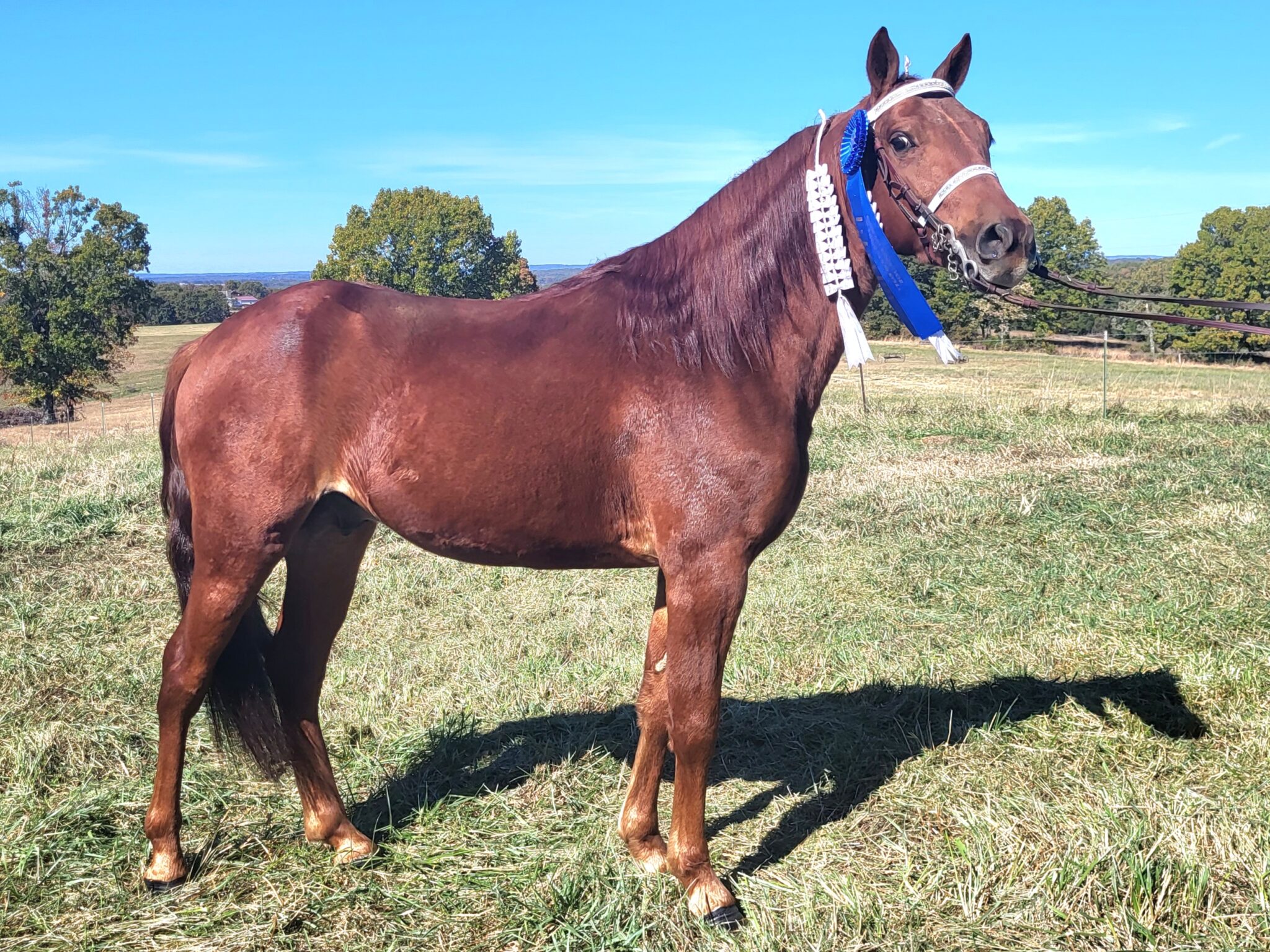 Legend’s Grand Scheme – National Association of Breeders