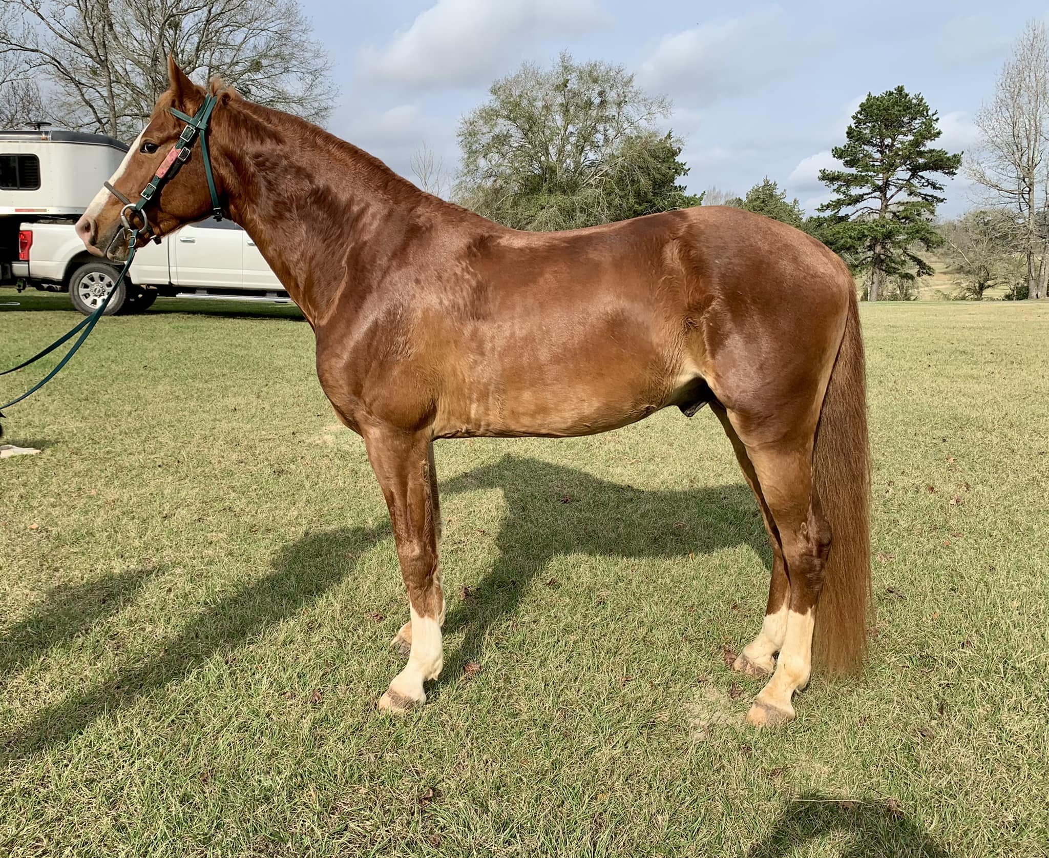Captain America – National Association of Breeders